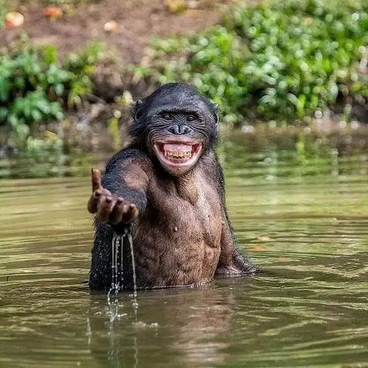 Funny animal moments captured. ️ Curated by Around the World - Best of Eden
